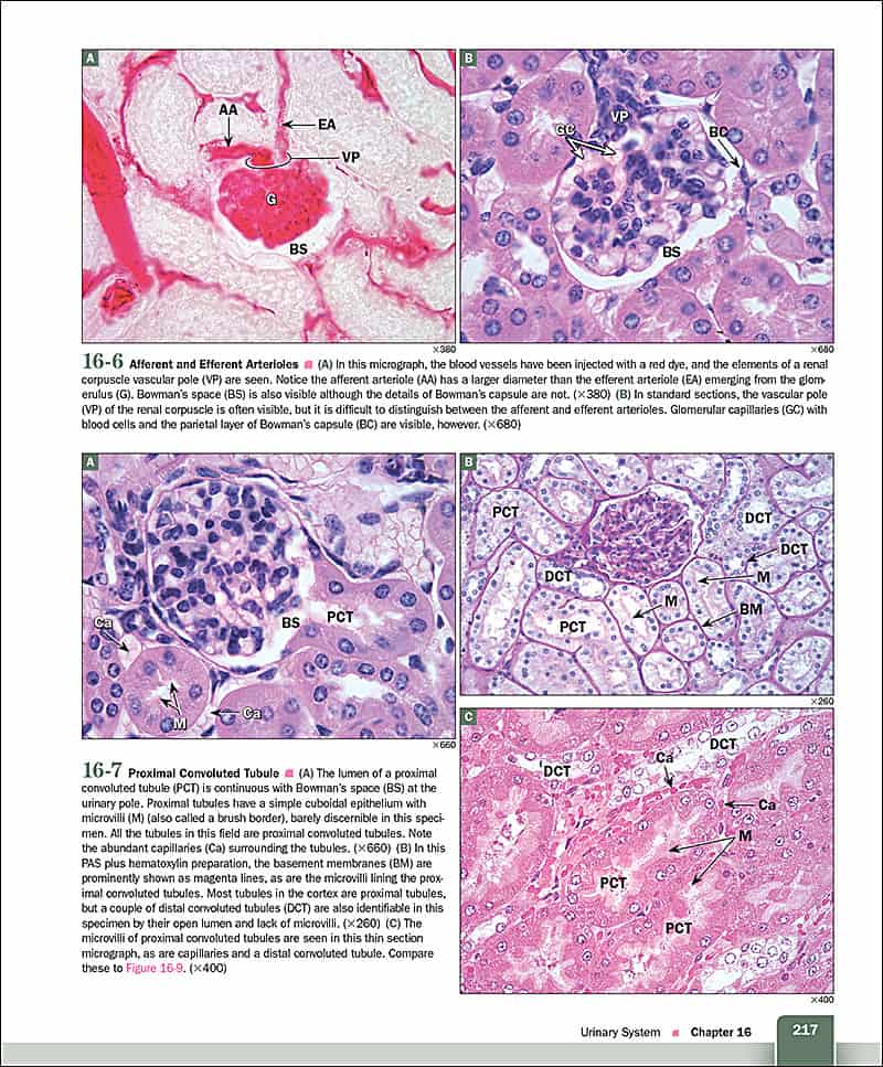 A Photographic Atlas of Histology, 2e - Morton Publishing