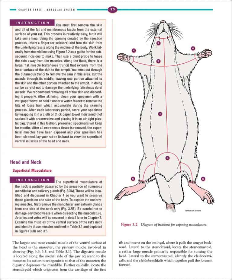 A Dissection Guide & Atlas to the Rat - Morton Publishing