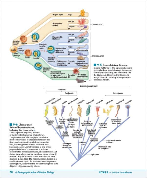 A Photographic Atlas of Marine Biology - Morton Publishing