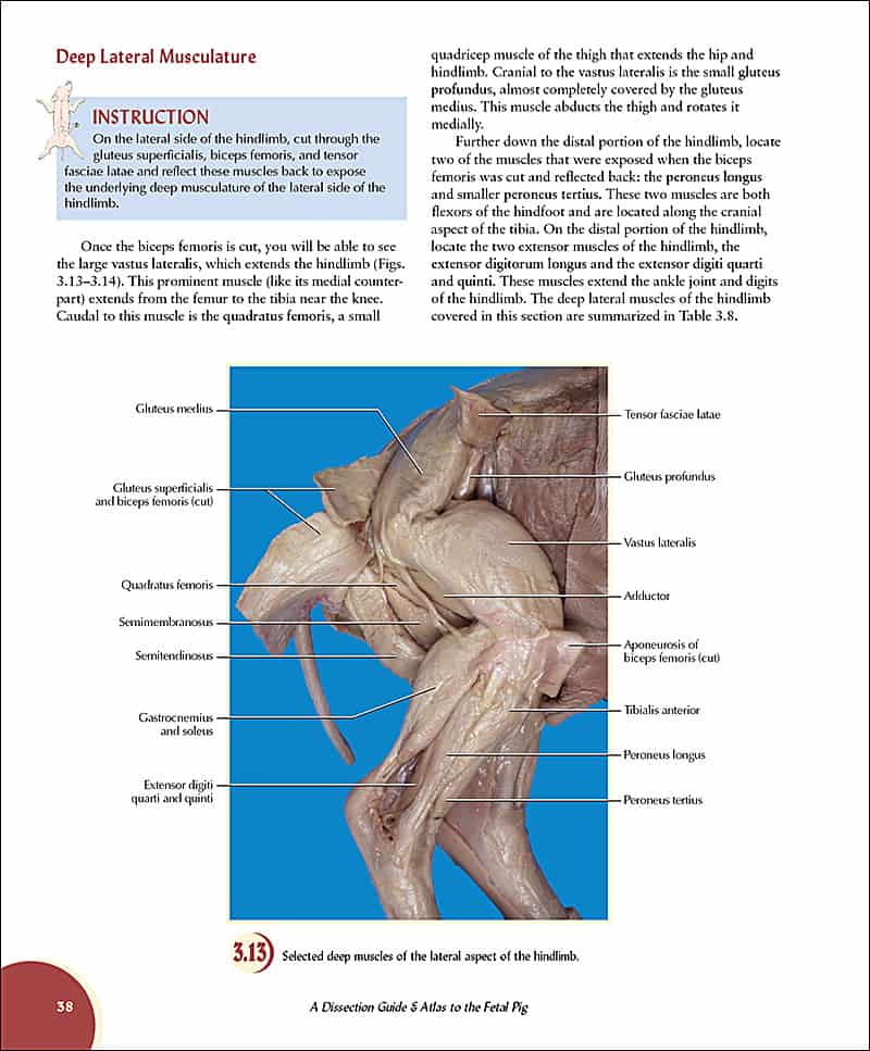 A Dissection Guide & Atlas to the Fetal Pig, 3e - Morton Publishing