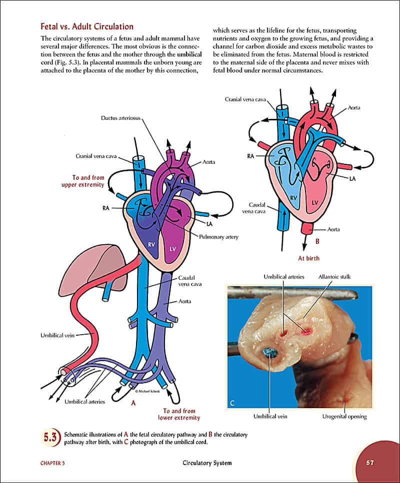 A Dissection Guide & Atlas to the Fetal Pig, 3e - Morton Publishing