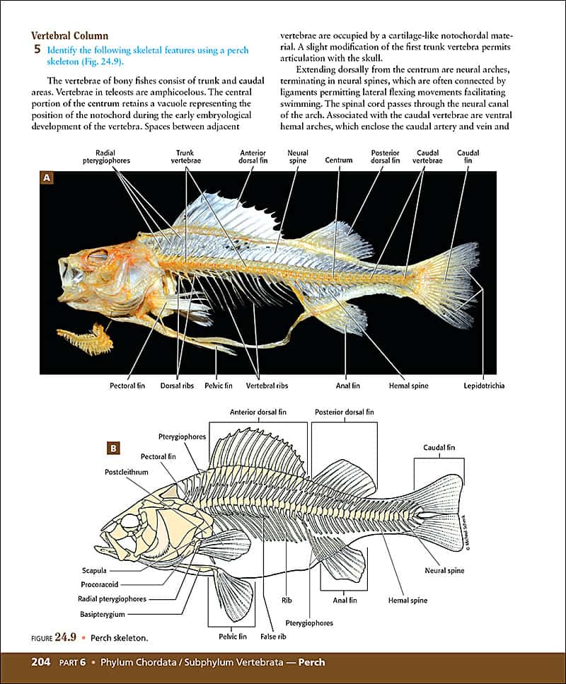Comparative Anatomy: Manual of Vertebrate Dissection, 3e - Morton ...