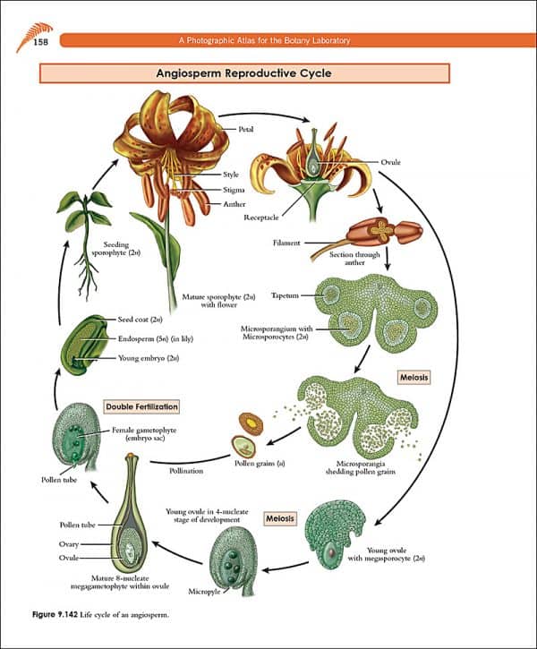 A Photographic Atlas for the Botany Laboratory, 7e - Morton Publishing