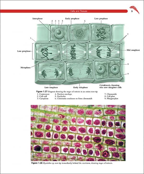 A Photographic Atlas for the Botany Laboratory, 7e - Morton Publishing