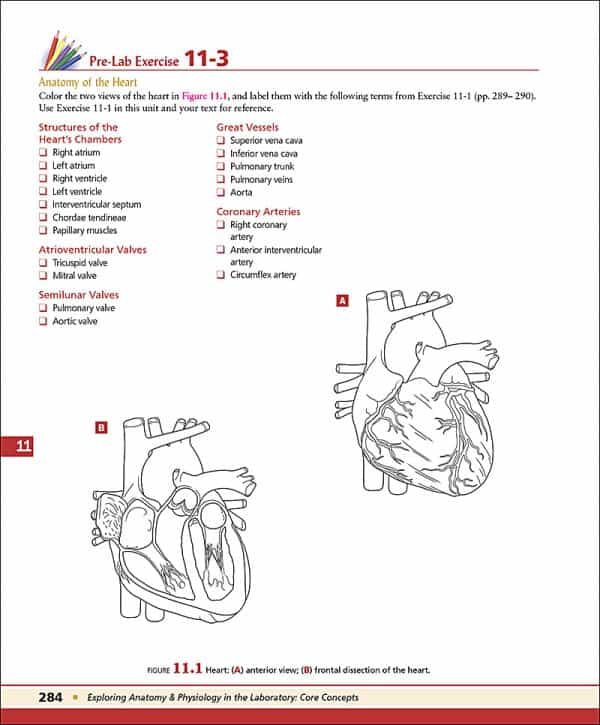 Exploring Anatomy & Physiology in the Laboratory: Core Concepts, 2e ...