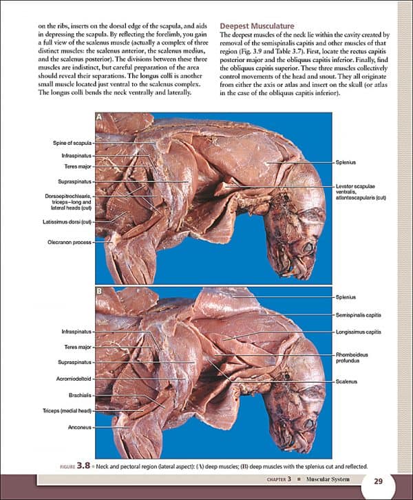 A Dissection Guide & Atlas to the Mink, 2e - Morton Publishing