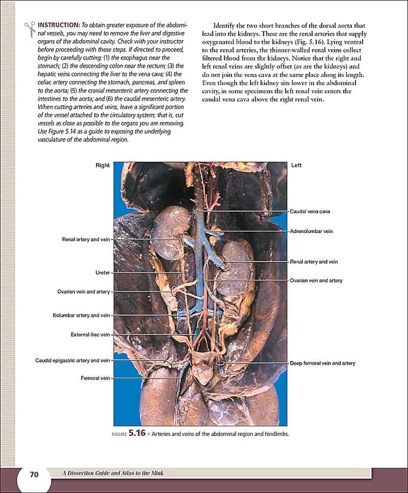 A Dissection Guide & Atlas to the Mink, 2e - Morton Publishing