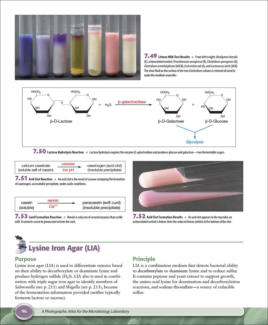 A Photographic Atlas for the Microbiology Laboratory, 5e - Morton ...